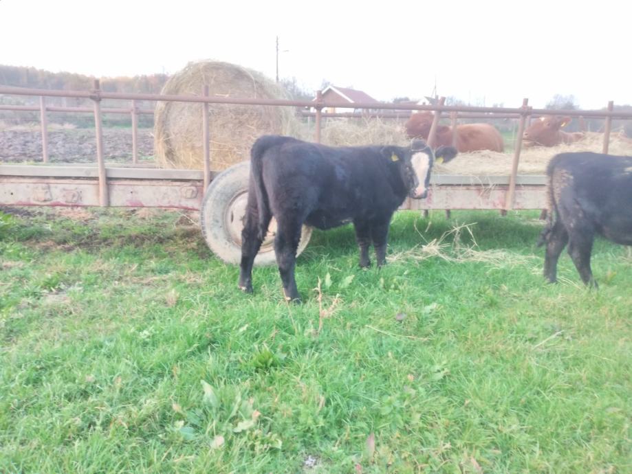 ŽENSKA SIMENTAL X ANGUS TELAD I MLADE JUNICE