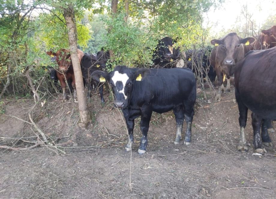ŽENSKA SIMENTAL X ANGUS TELAD I MLADE JUNICE