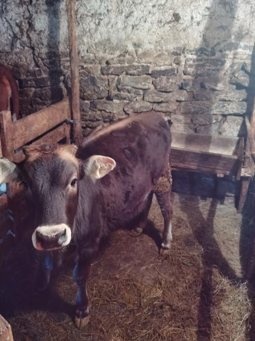 Zenska telad (junad)