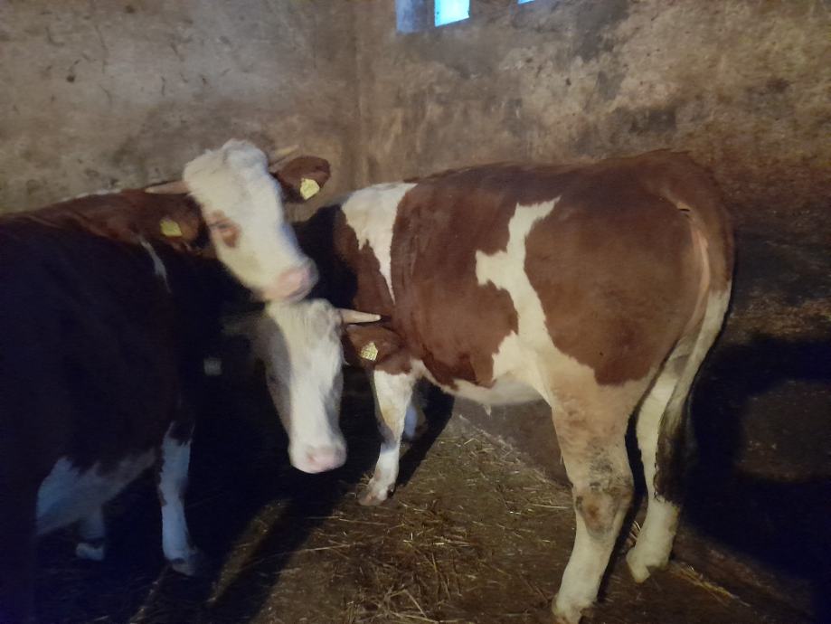 zensko june simentalac za obradu