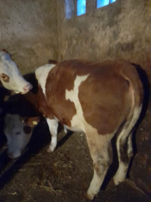 zensko june simentalac za obradu