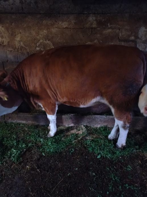 zensko june simentalac za OBRADU