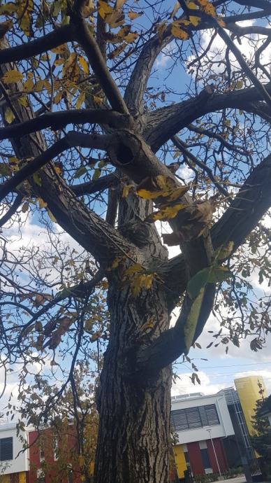 Drvo Orah (upitati na br 077158982)