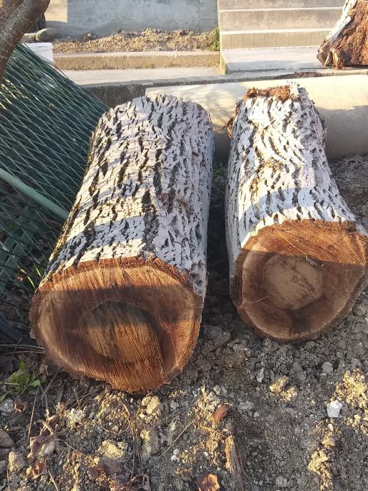 Prodajem deblo oraha