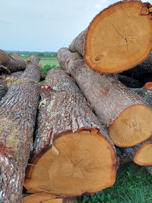 Hrastovi trupci, hrast trupac, hrastovina