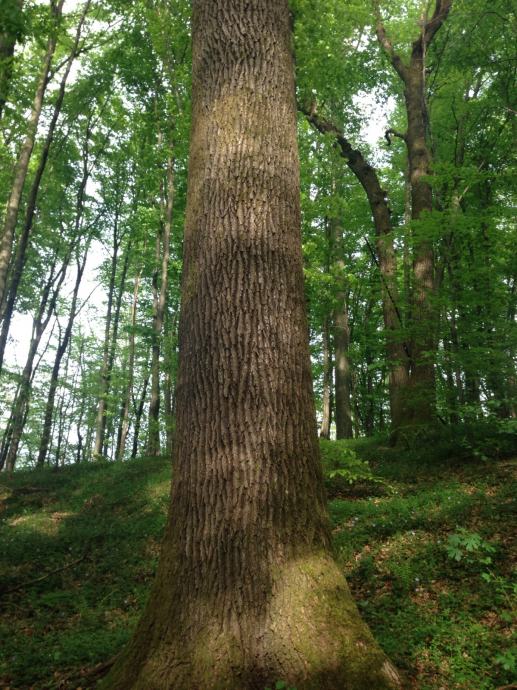 Prodajem trupce Hrasta