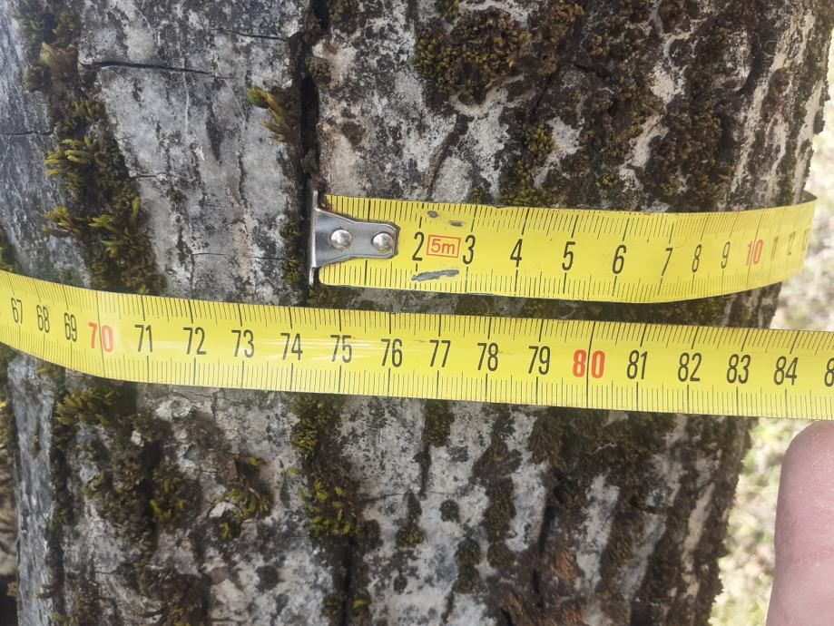 Orah drvo / stablo - 2 komada - moje rušenje - vaš odvoz