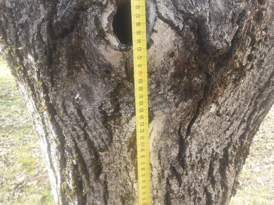 Orah drvo / stablo - 2 komada - moje rušenje - vaš odvoz