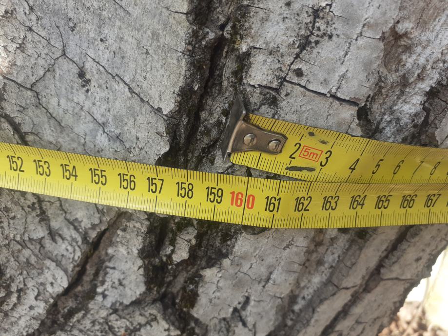 Orah drvo / stablo - 2 komada - moje rušenje - vaš odvoz