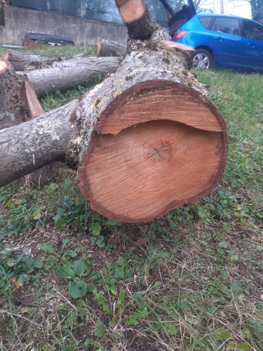 Orah drvo / stablo - 2 komada - moje rušenje - vaš odvoz