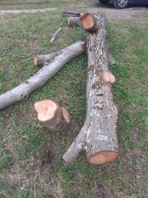 Orah drvo / stablo - 2 komada - moje rušenje - vaš odvoz