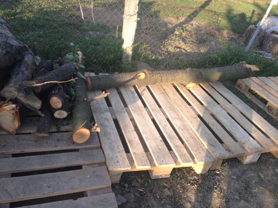 Srablo trešnje i stablo orah