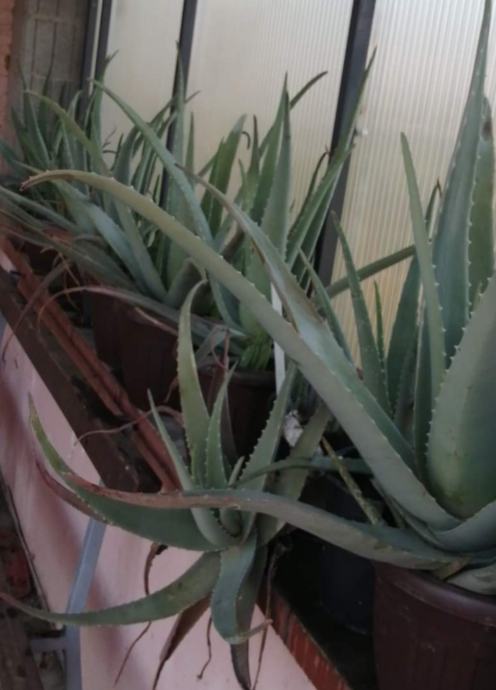Aloe Vera Barbadensis