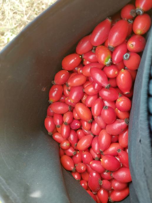 Svježi plod EKO divlja ruža(šipak)