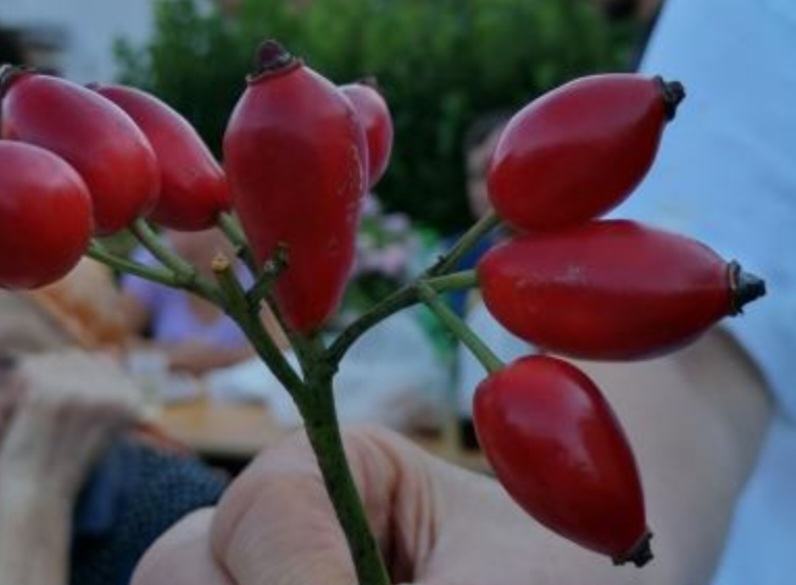 Svježi plod EKO divlja ruža(šipak)