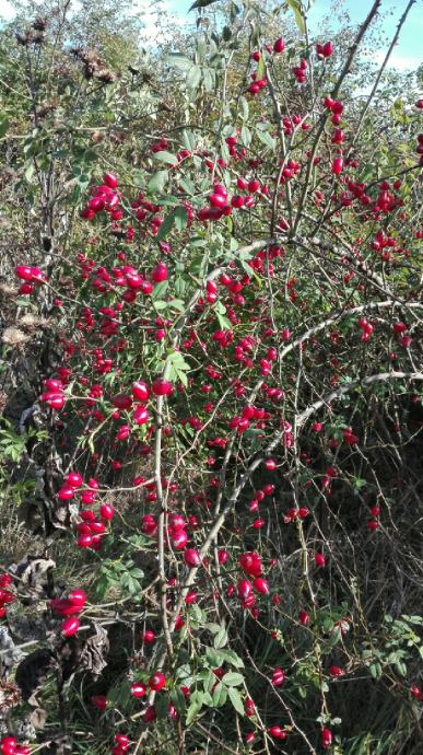 EKOLOŠKI DIVLJI ŠIPAK