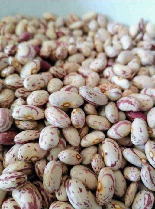 Grah trešnjevac suhi