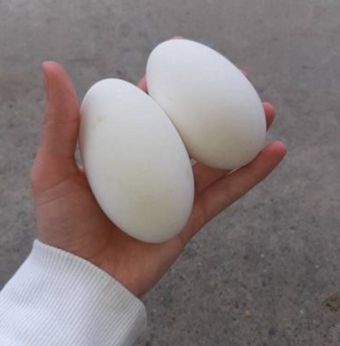 Jaja biserke ( morke) guscja i kokosja jaja, moze i za nasad