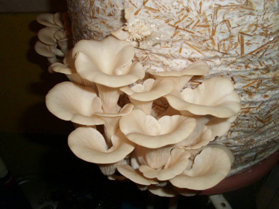 Micelij Brijestovača