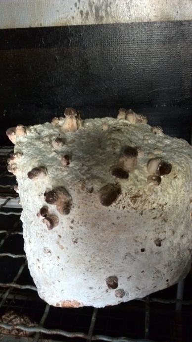 Micelij Shiitake