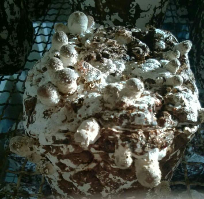 Micelij Shiitake