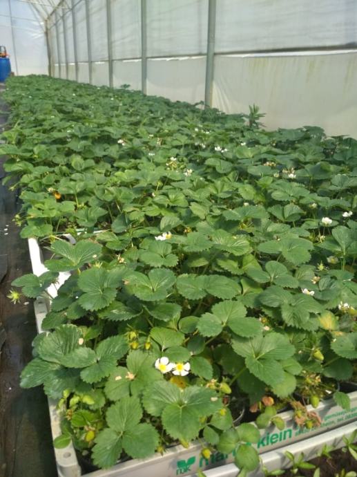 PRESADNICE POVRĆA (RASADA, FLANCI, SADNICE)