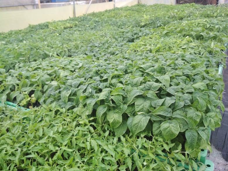 PRESADNICE POVRĆA (RASADA, FLANCI, SADNICE)