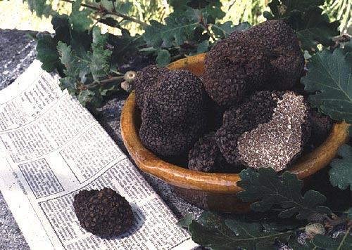 Prodajem Tartufe