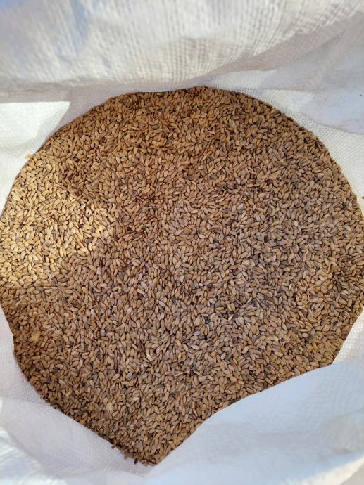 SIKAVICA PLOD - SJEME - VRHUNSKA KVALITETA