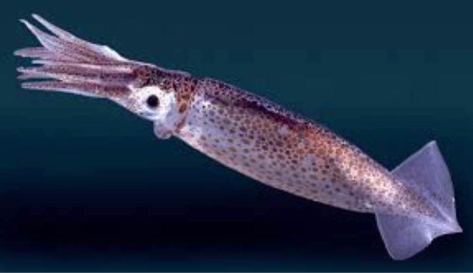 Sipa, hobotnica, lignja, hlap, morski pas kadel, zubatac