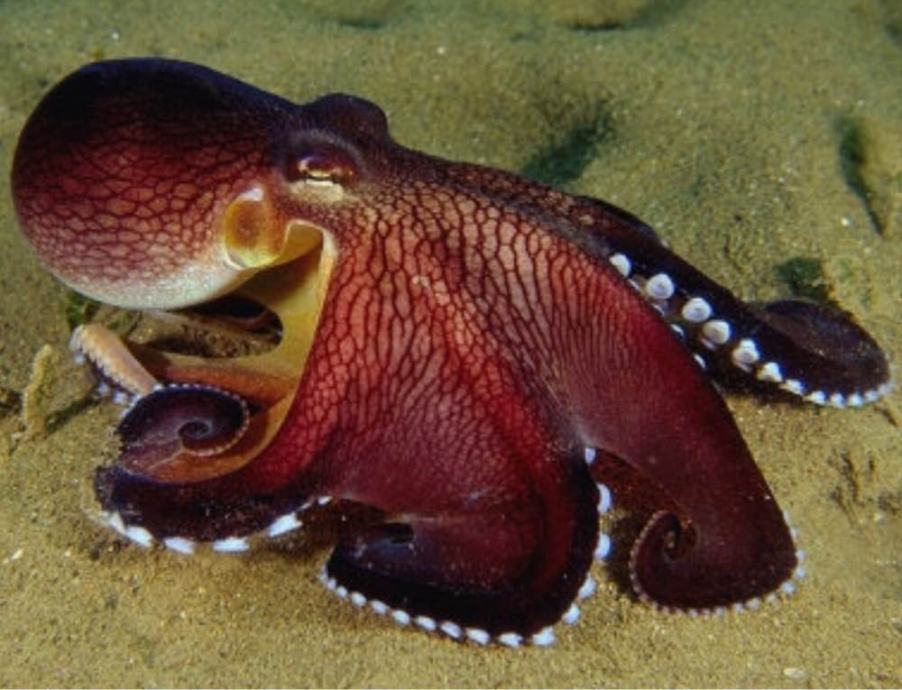 Sipa, hobotnica, lignja, hlap, morski pas kadel, zubatac