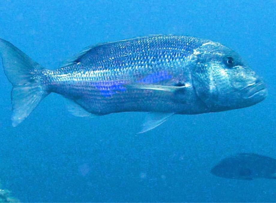 Sipa, hobotnica, lignja, hlap, morski pas kadel, zubatac