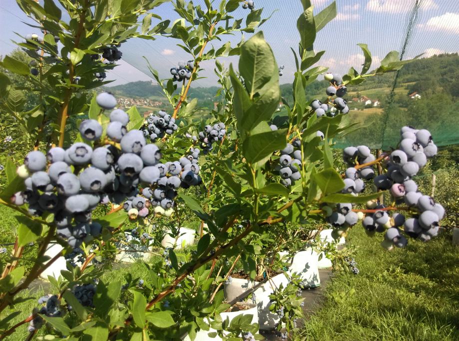 Šumske i američke borovnice ...najzdravije voće