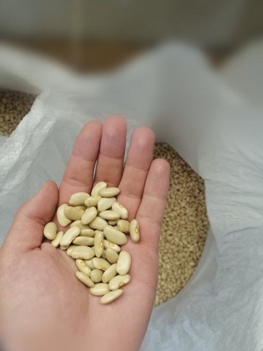 Visoki grah kukurzar, domaći