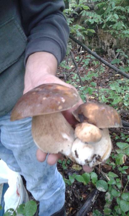 Gljive, Vrganji svježi