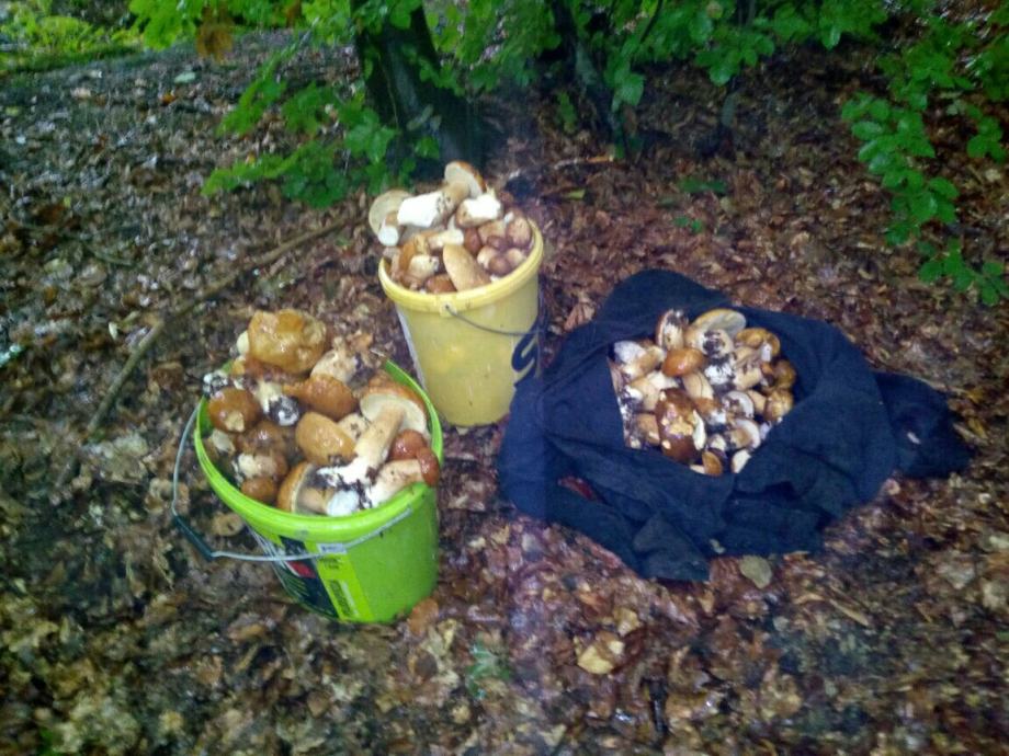 Gljive, Vrganji svježi