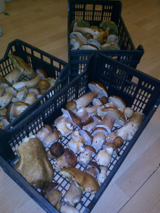 Gljive, Vrganji svježi