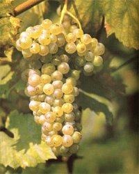 Bijelo grožđe, vrhunska kvaliteta, Sv. Ivan Zelina POVOLJNO