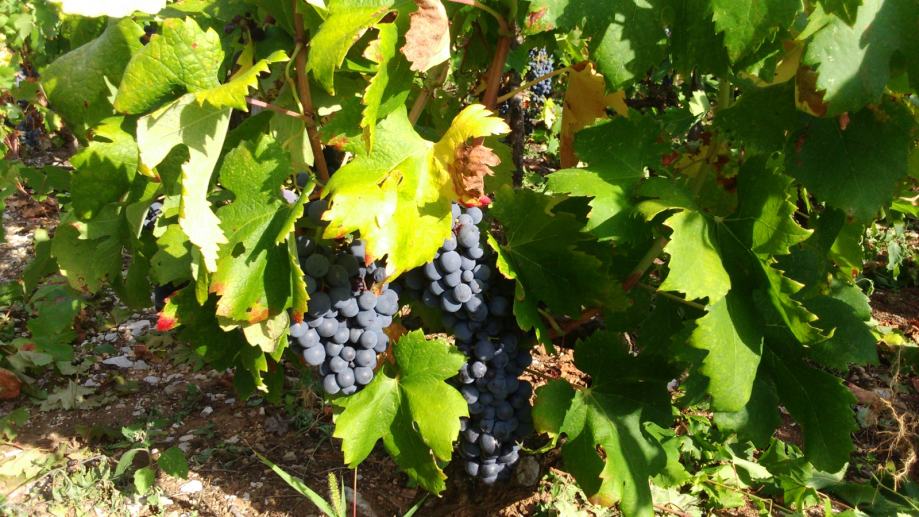 Prodaja grožđa sa Pelješca,Gornja Vrućica, općina Trpanj
