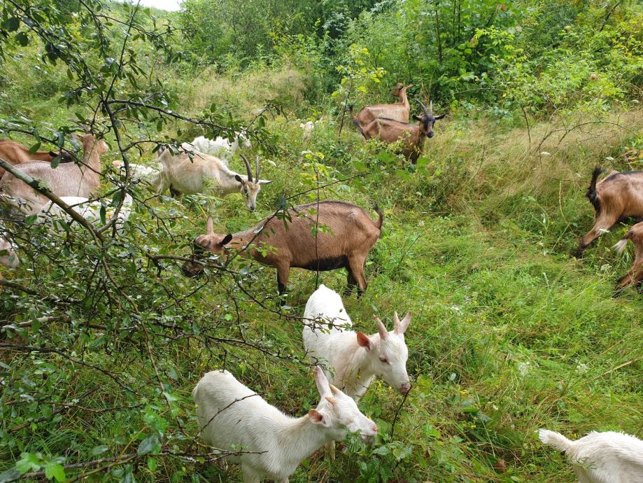 Okus domaće tradicije – prava mlada jaretina s Vukomeričkih gorica!
