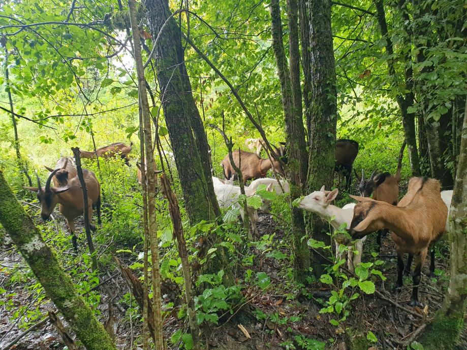 Okus domaće tradicije – prava mlada jaretina s Vukomeričkih gorica!
