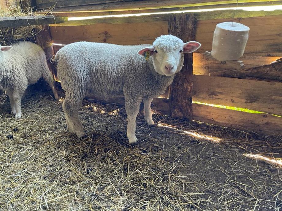 Janjci za rasplod, idf