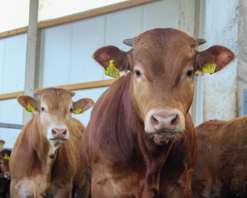 Svježa junetina iz Slavonije