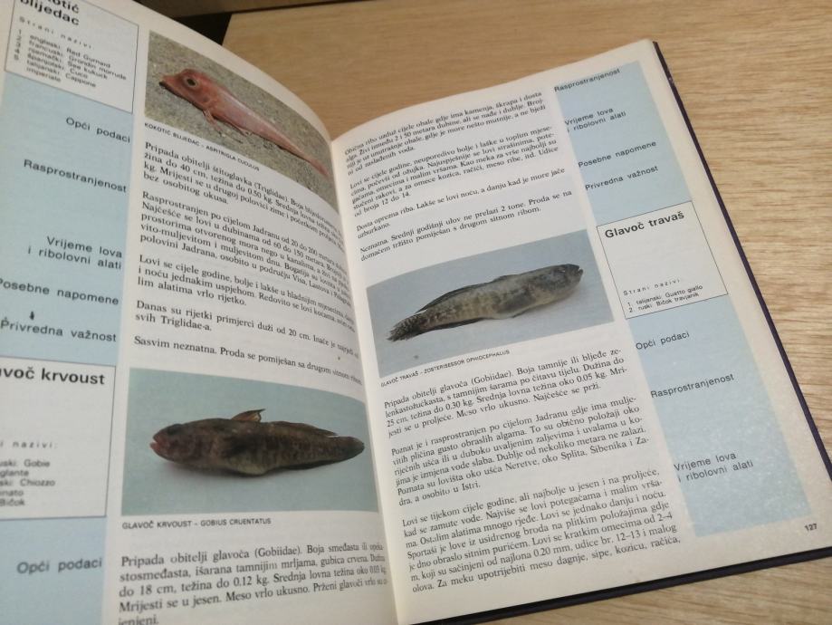 Fabjan Grubišić RIBE, RAKOVI I ŠKOLJKE JADRANA ☀ fauna Jadranskog mora