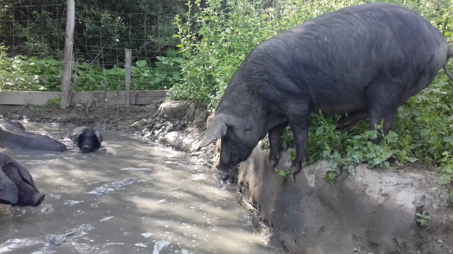 KULEN OD CRNE SVINJE FAJFERICE