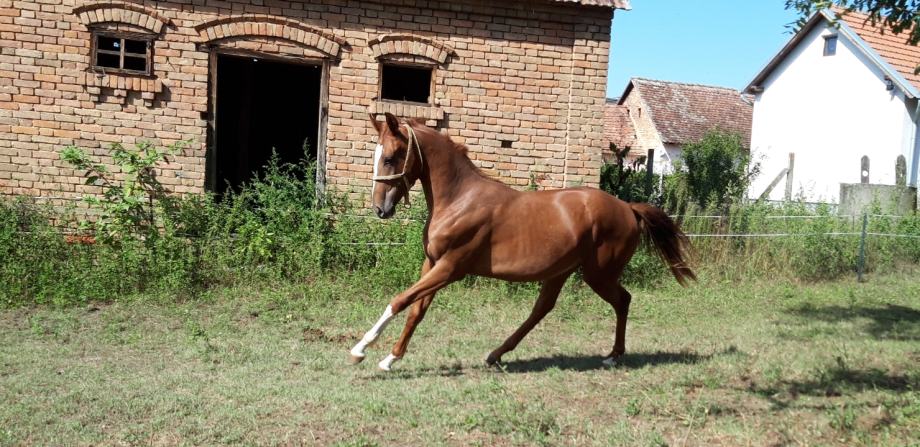 ANGLOARAP - mladi pastuh