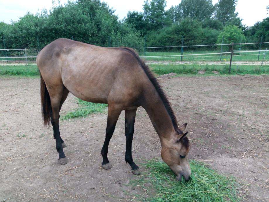 Appaloosa (araloosa) muško ždrijebe