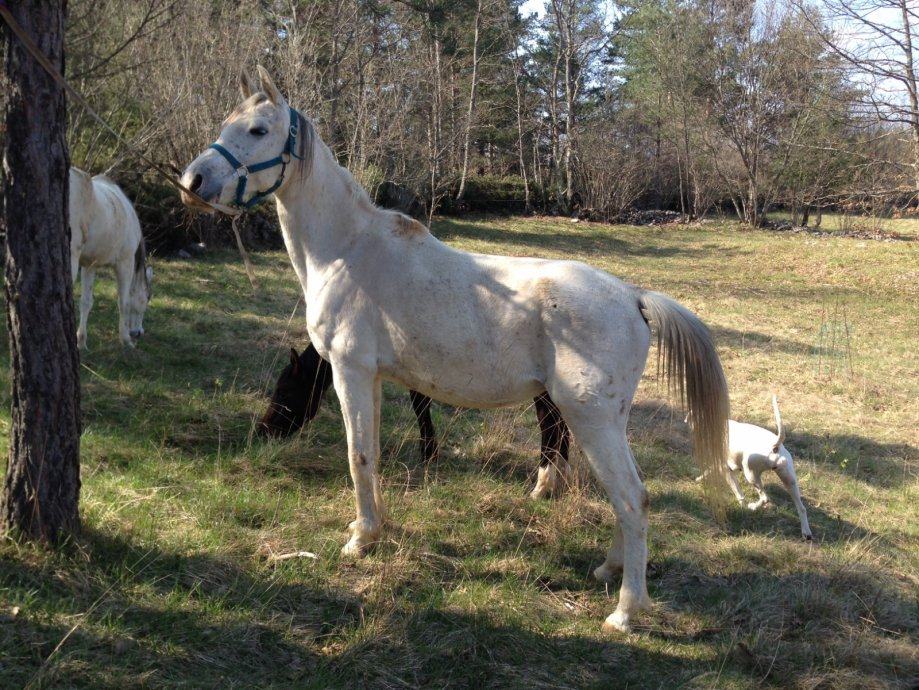 Konji - Arapska kobila