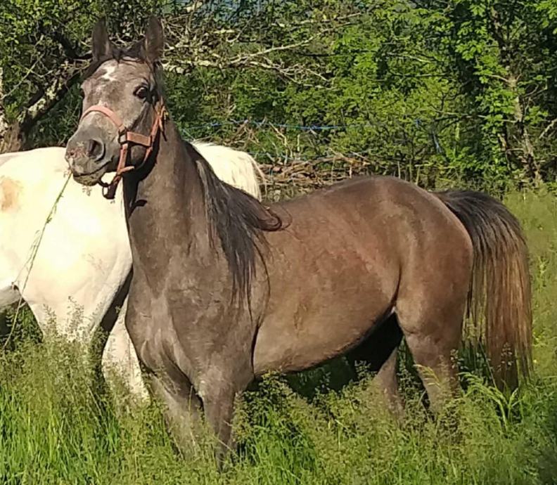 Arapska ždrebica - Naar