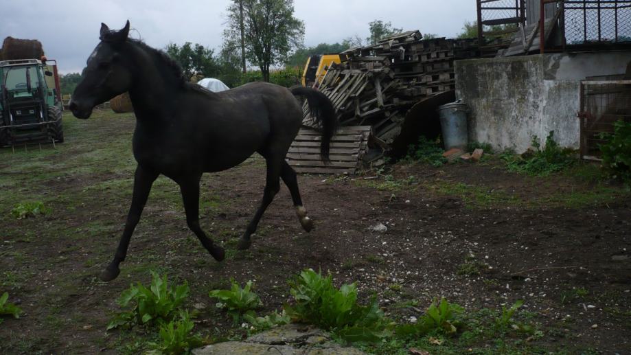 ARAPSKI KONJ - PASTUH - HITNO